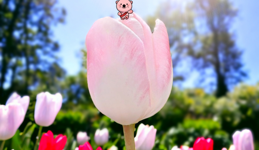 枚方公園で介護タクシーを利用したいとき、どうすればいい？ - たすき介護タクシー│枚方市